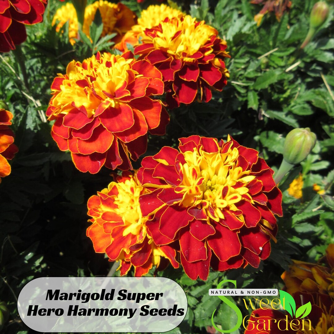 Marigold Super Hero Harmony Seeds - Edible -open-pollinating - Potted ...