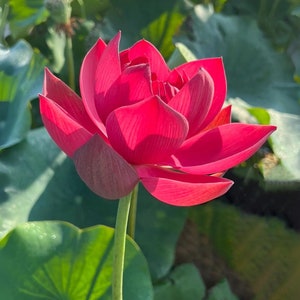 5+ Rare Seeds| Brilliant Red Happy Lover Lotus Seeds - Indian Lotus ...