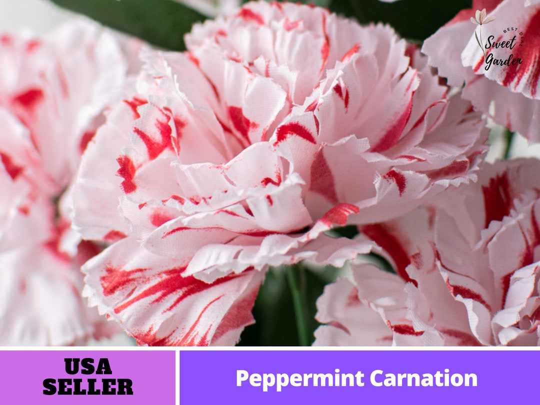 Red Peppermint Carnation Flower Authentic Seeds Dianthus Caryophyllus ...
