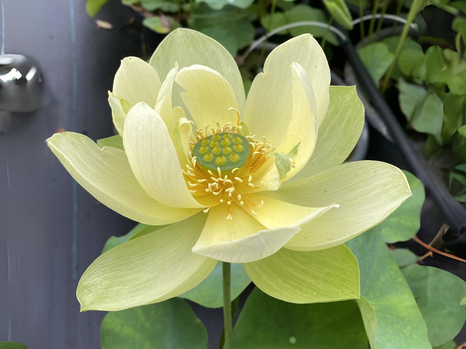 5+ Rare Seeds| Jade in Jingling Lotus Seeds - Indian Lotus (nelumbo ...