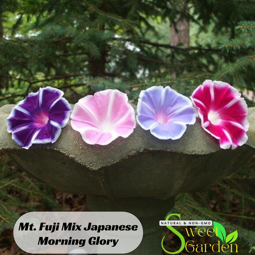 Mt. Fuji Mix Japanese Morning Glory Seeds - Authentic Seeds, Annual, Flowers,easy to Grow,flower ...