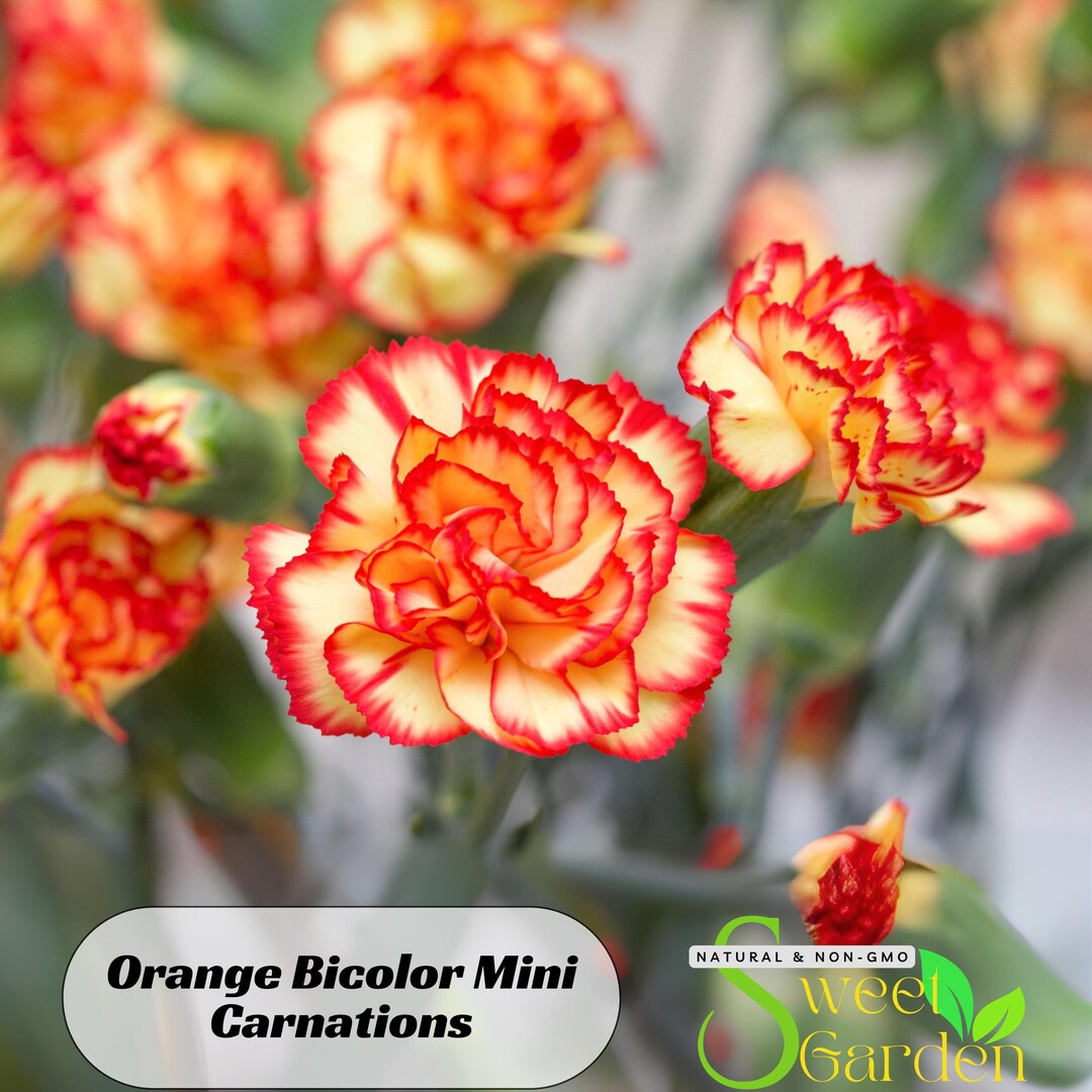 Orange Bicolor Mini Carnations - Authentic Seeds - Dianthus ...