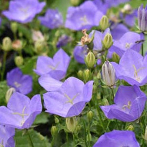 Campanula Carpatica - Perennial -authentic Seeds -vegetable Seeds-mix ...