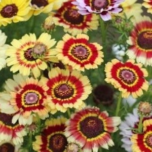 Painted Daisy Seeds - Perennial - Authentic Seeds - Daisy Flowers ...
