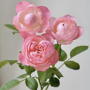 Tatami Room Rose Seeds - Perennial - Authentic Seeds - Flowers - Easy ...