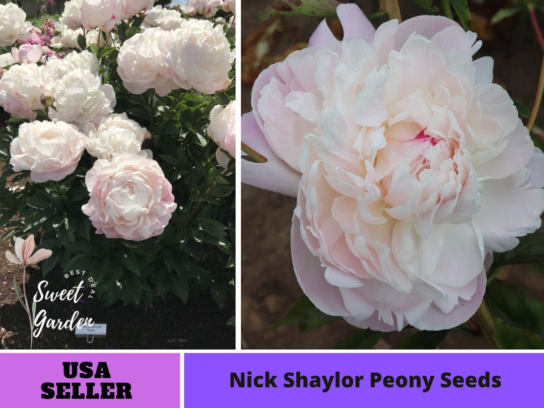 10 Seeds nick Shaylor Peony Seeds perennial authentic Seeds-flowers ...