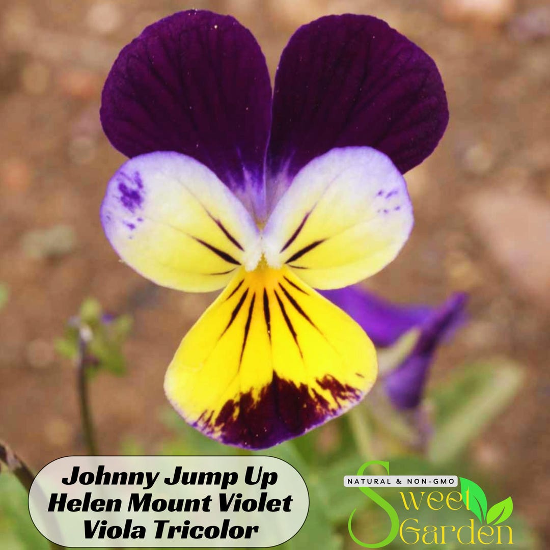Johnny Jump up Helen Mount Violet Viola Tricolor Seeds-cold Resistant ...