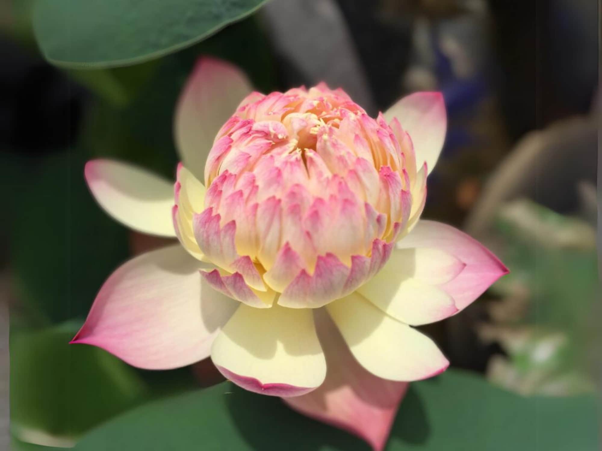 5+ Rare Seeds| "charming Lips Lotus Seeds - Indian Lotus (nelumbo ...