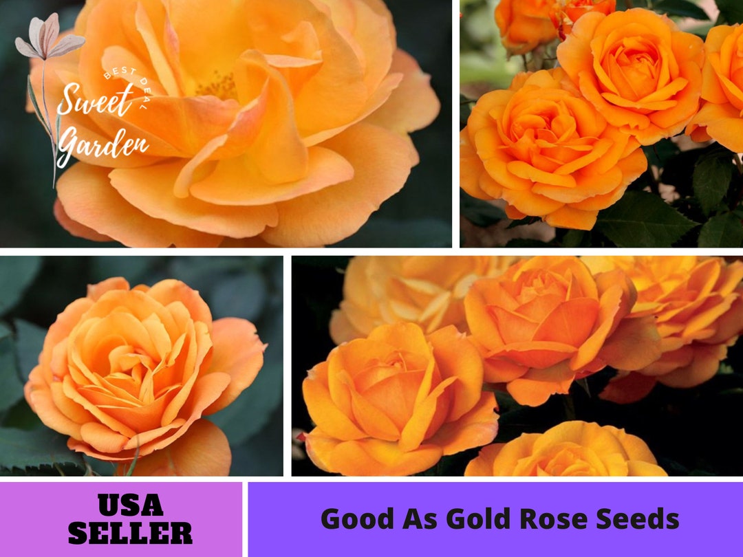 Yellow Good as Gold Hybrid Tea Rose Seeds Perennial Authentic Seeds ...