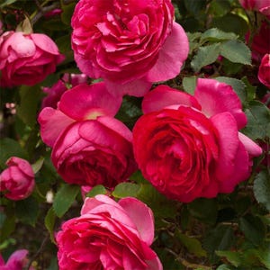 Pretty in Pink Climbing Rose Seeds - Perennial - Authentic Seeds ...