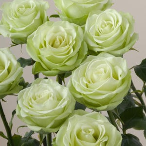 Bright Green Rose Seeds - Perennial - Authentic Seeds - Flowers - Easy ...