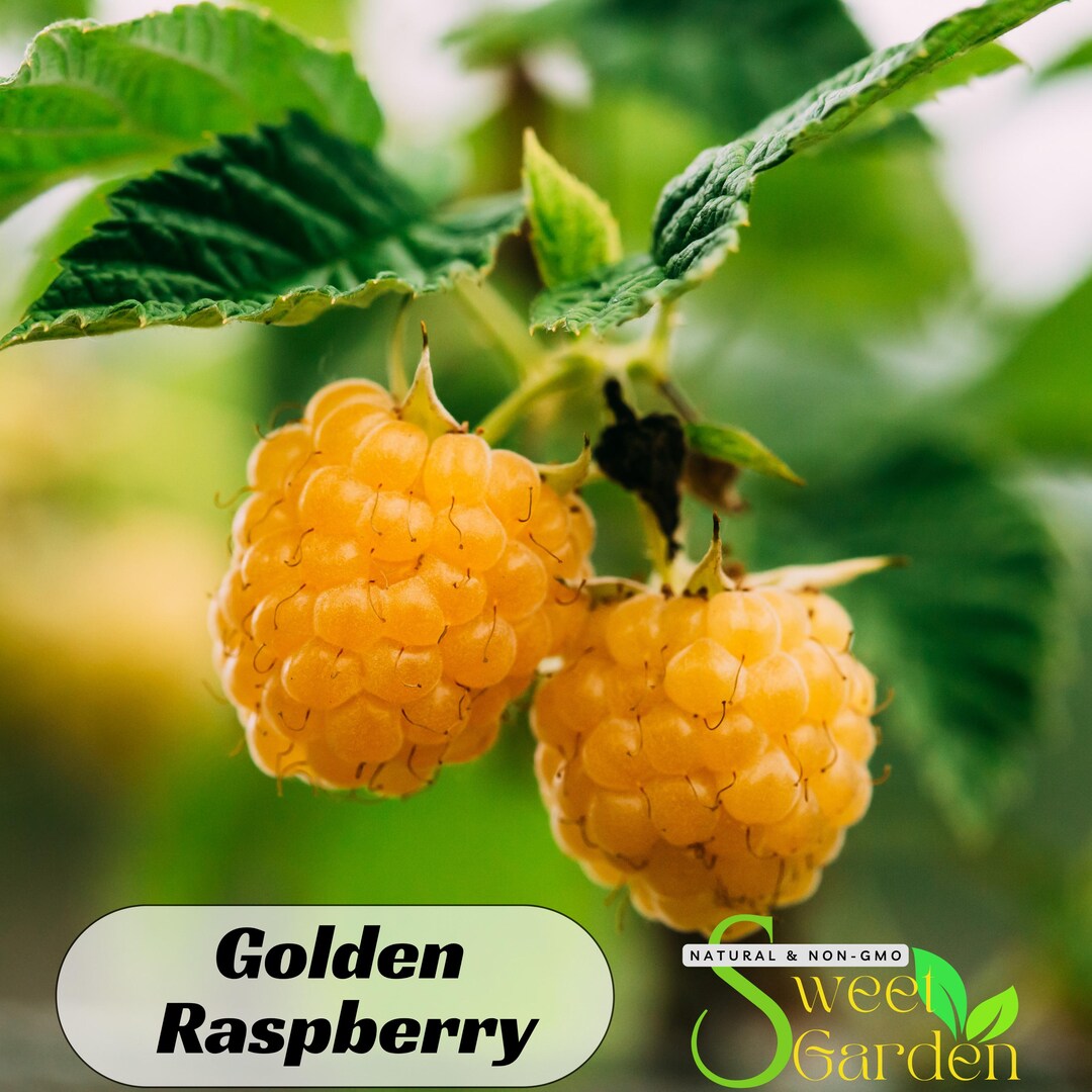 35s| Golden Raspberry Seeds – Yellow Raspberry Fruit Seeds – Perennial ...