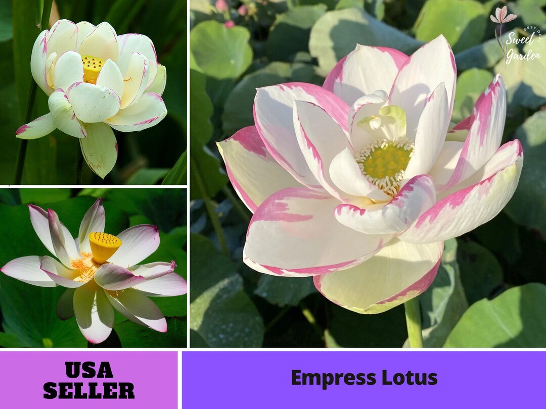 5 Rare Seeds Empress Lotus Seeds Indian Lotus nelumbo Nucifera Seeds ...
