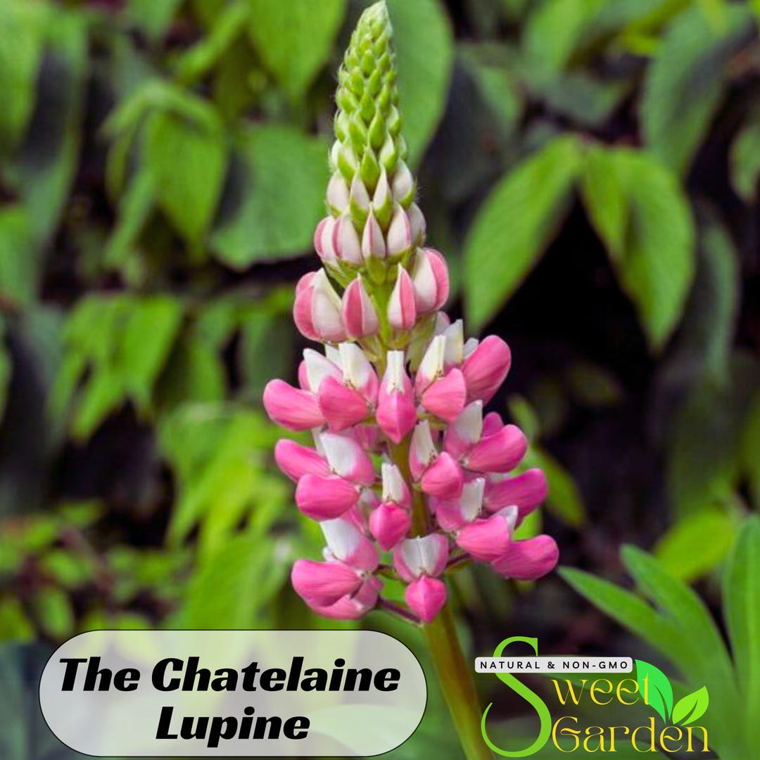 Lupinus ‘the Chatelaine’ (lupine) Seeds- Lupinus - Bluebonnet ...