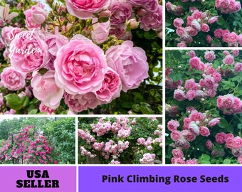 5 PINK CLIMBING ROSE Rosa Bush Vine Climber Fragrant Butterfly Flower ...