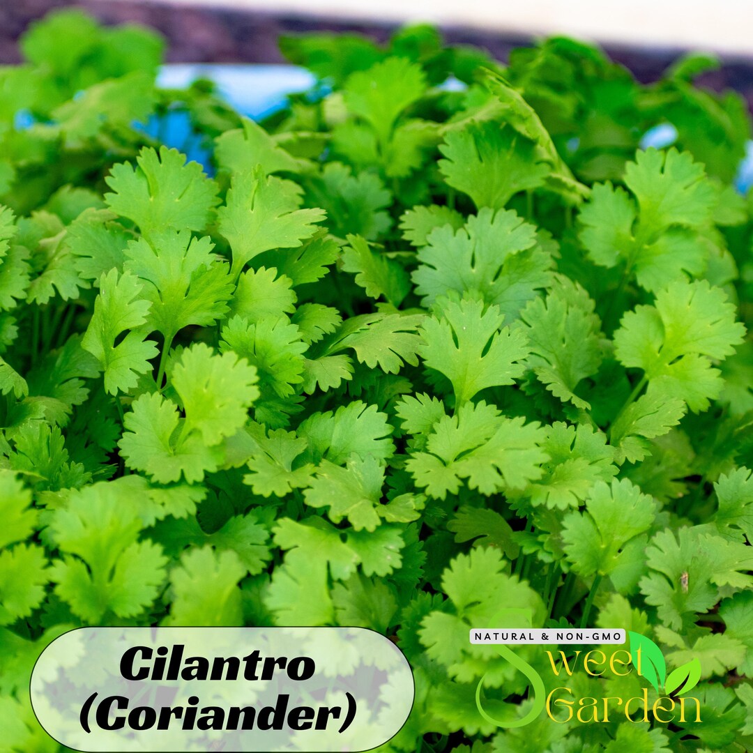 110 Seeds Cilantro Seeds-perennial authentic Seeds-flowers organic. Non ...