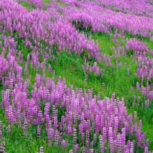 Lupinus Rivularis (riverbank Lupine) Seeds- Lupinus - Bluebonnet ...
