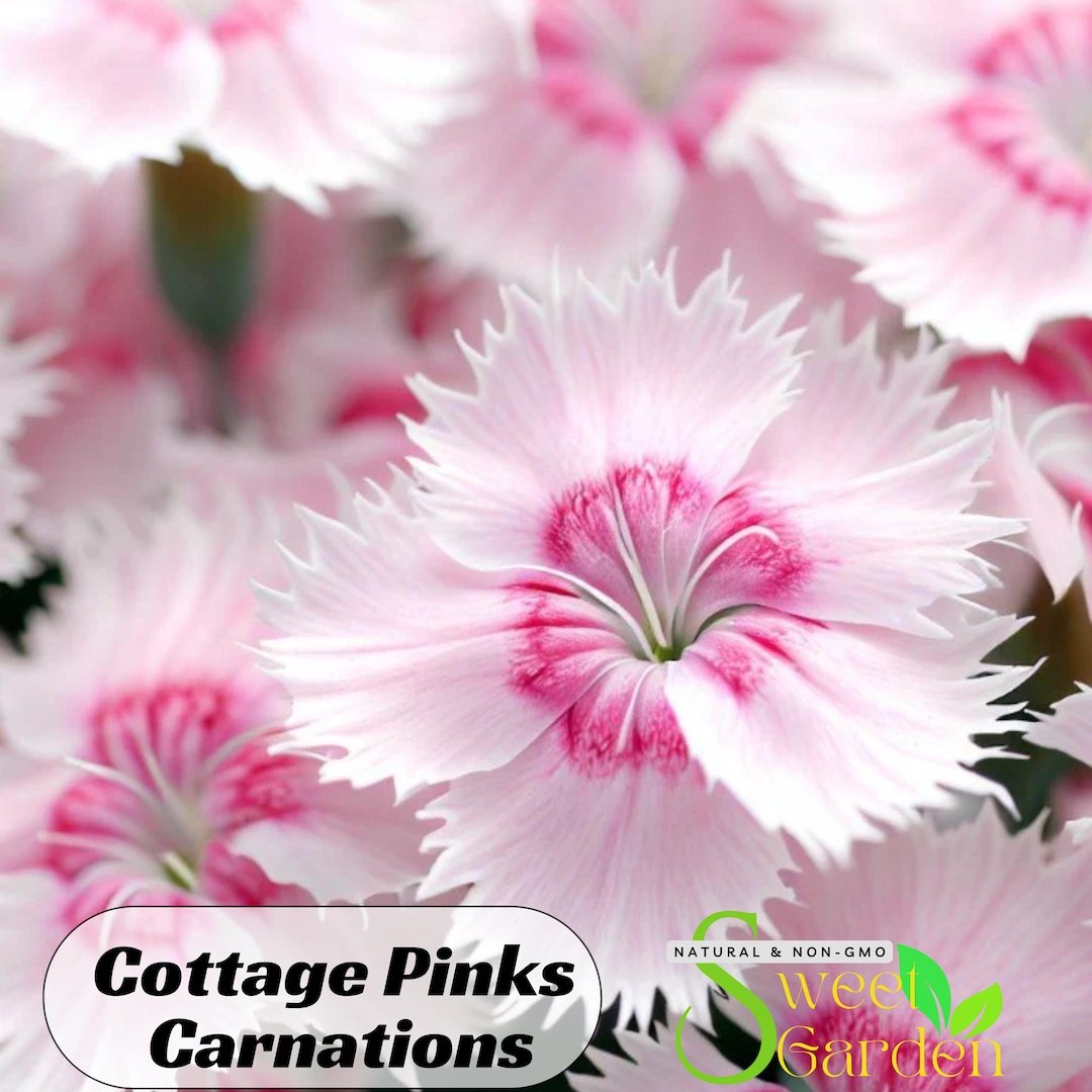 Cottage Pinks Carnations - Authentic Seeds - Dianthus Caryophyllus ...