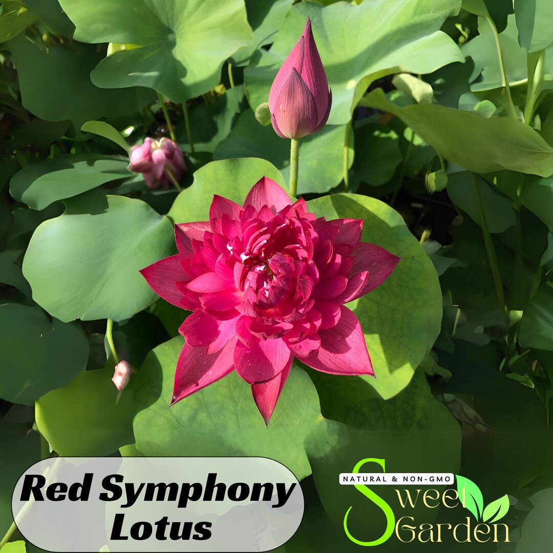 5+ Rare Seeds| Red Symphony Lotus Seeds - Indian Lotus (nelumbo ...