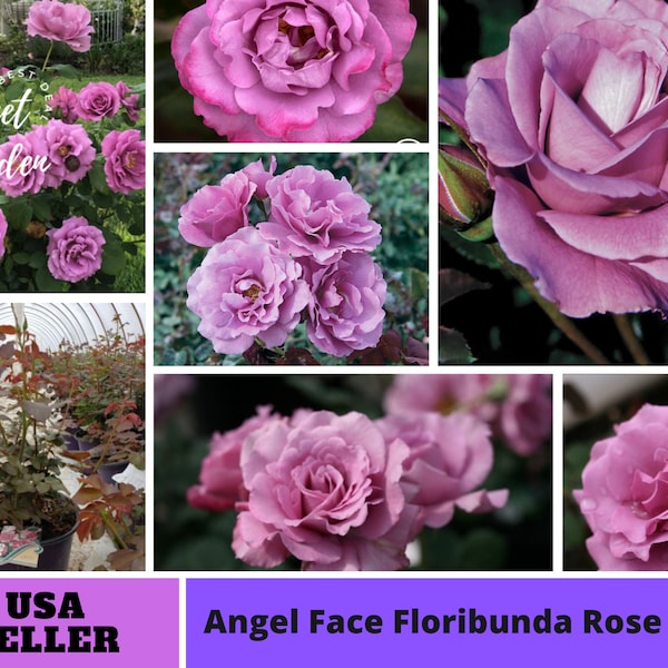 Angel Face Climbing Rose - Etsy