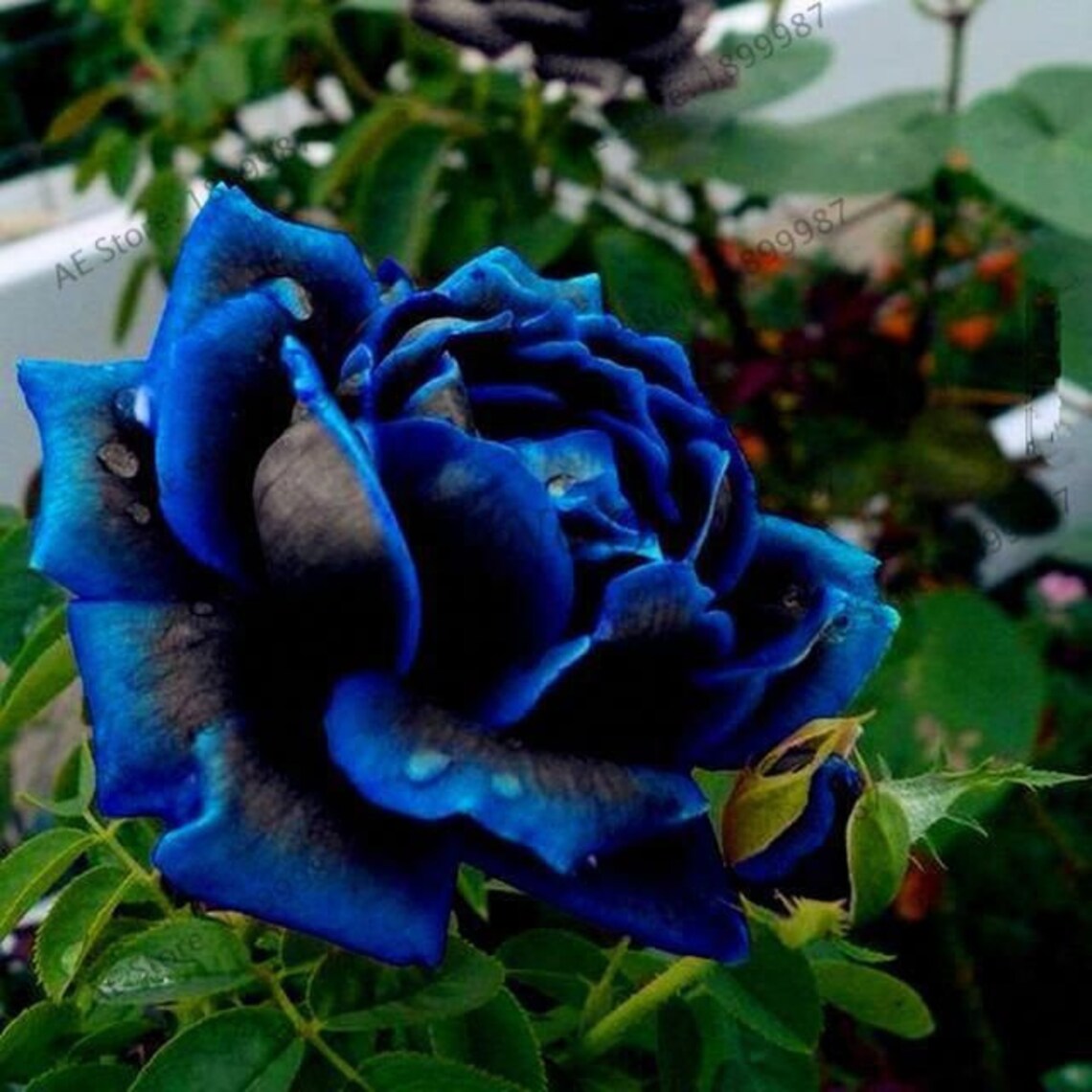 32 Seeds Midnight Supreme Rose Seeds-perennial authentic - Etsy