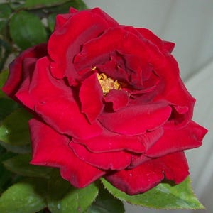 Red Mr. Lincoln Rose Seeds - Hybrid Tea, Perennial Flower - Etsy
