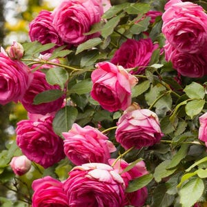 Pretty in Pink Climbing Rose Seeds - Perennial - Authentic Seeds ...