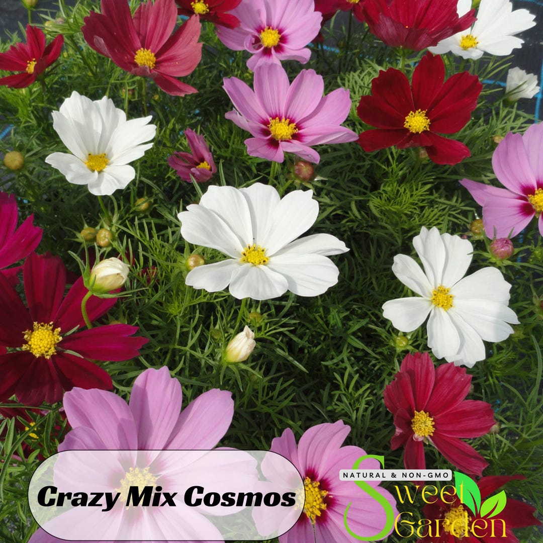 50s|mix Color Cosmos Flower Seeds- Annual - Authentic Seeds - Flowers ...