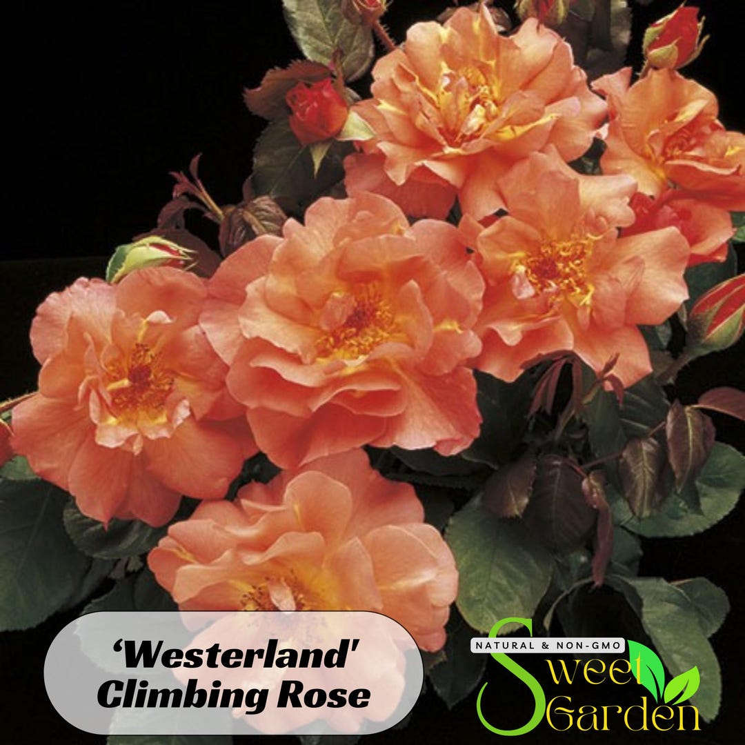 Westerland' Climbing Rose Seeds - Perennial - Authentic Seeds - Flowers ...