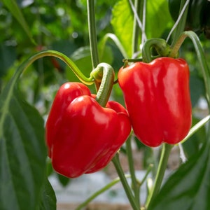 Sweet Big Red Pepper Seeds - Sweet - Big Red -perennial-authentic Seeds ...