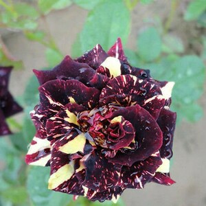 Black Dragon Rose Seeds - Perennial - Authentic Seeds - Flowers - Easy ...