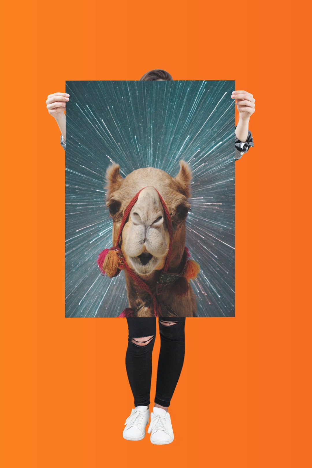 Camel Poster, Premium Matte Vertical Posters, Home Décor, Office, Dorm ...