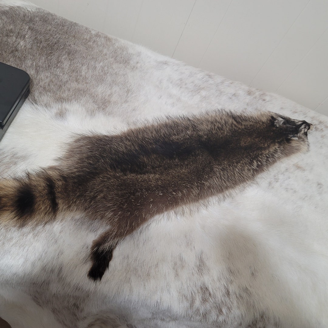 Nebraska Raccoon - Etsy