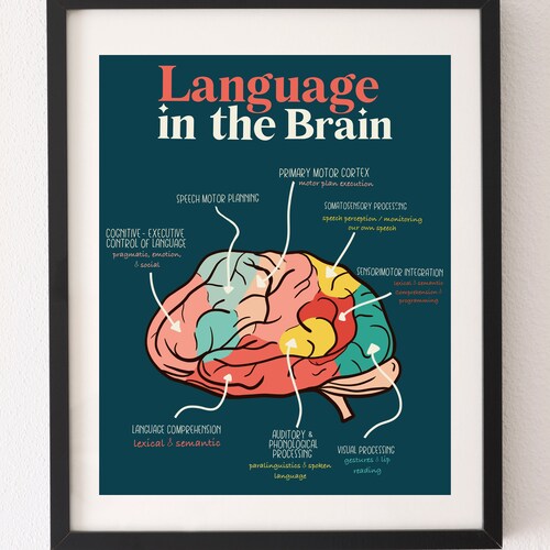 Printable Language Poster Brain Anatomy for Language Speech - Etsy