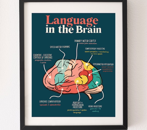Printable Language Poster Brain Anatomy for Language Speech - Etsy UK
