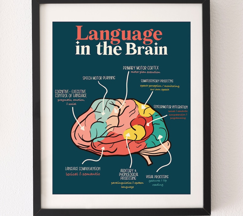 Printable Language Poster, Brain Anatomy for Language, Speech Therapy ...