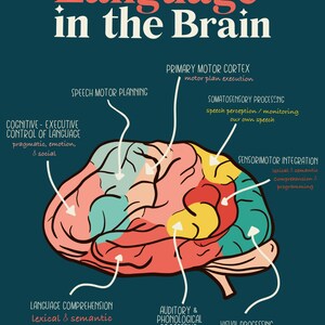 Printable Language Poster, Brain Anatomy for Language, Speech Therapy ...