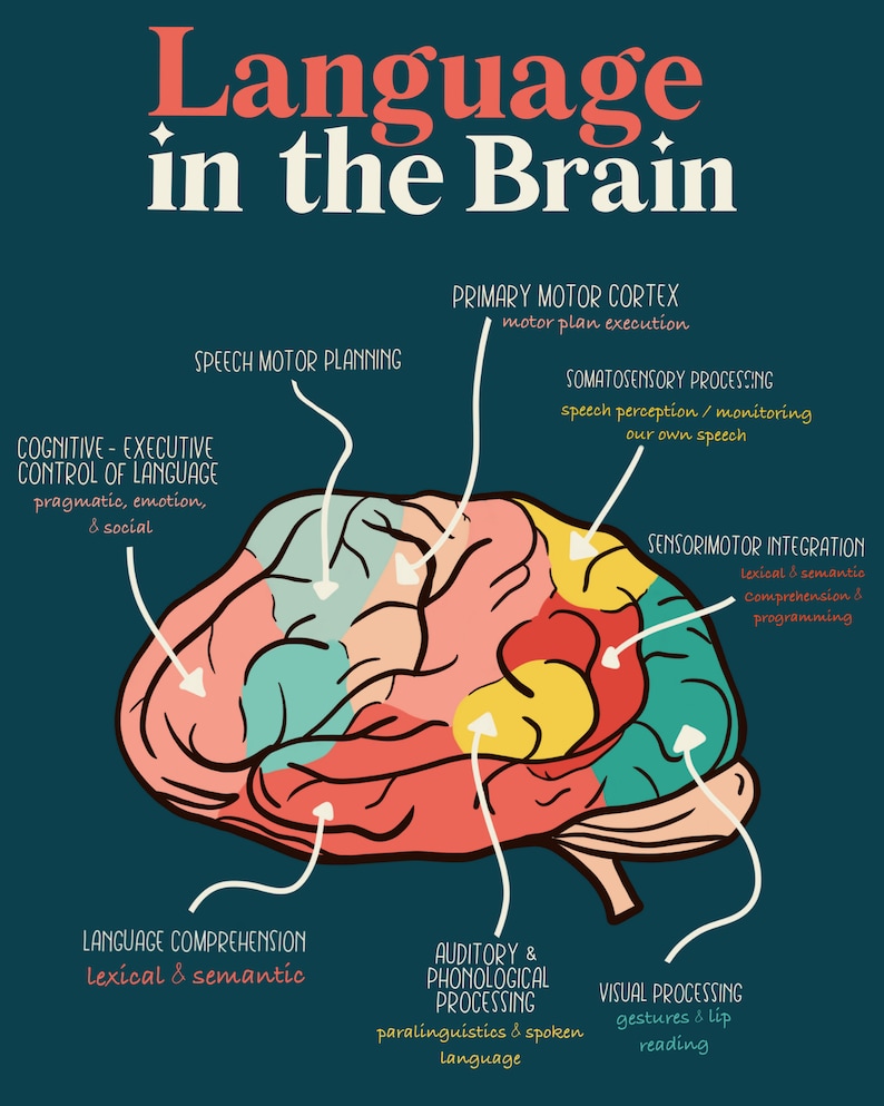 Printable Language Poster Brain Anatomy for Language Speech - Etsy