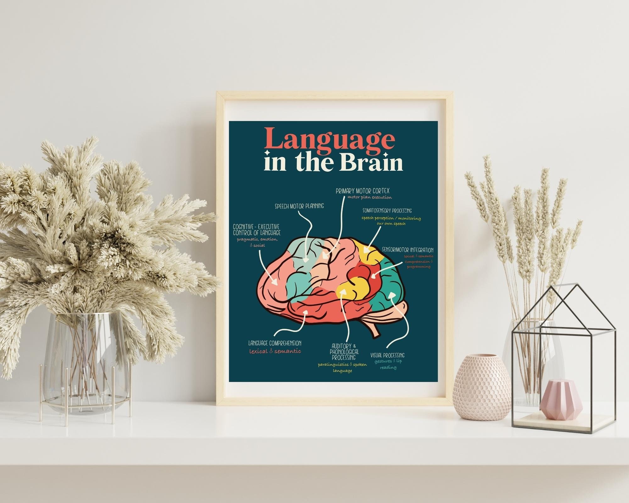 Printable Language Poster Brain Anatomy for Language Speech - Etsy ...