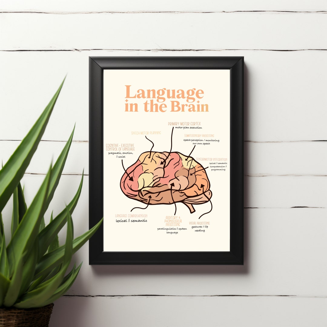 Printable Language Poster, Brain Anatomy for Language, Speech Therapy ...