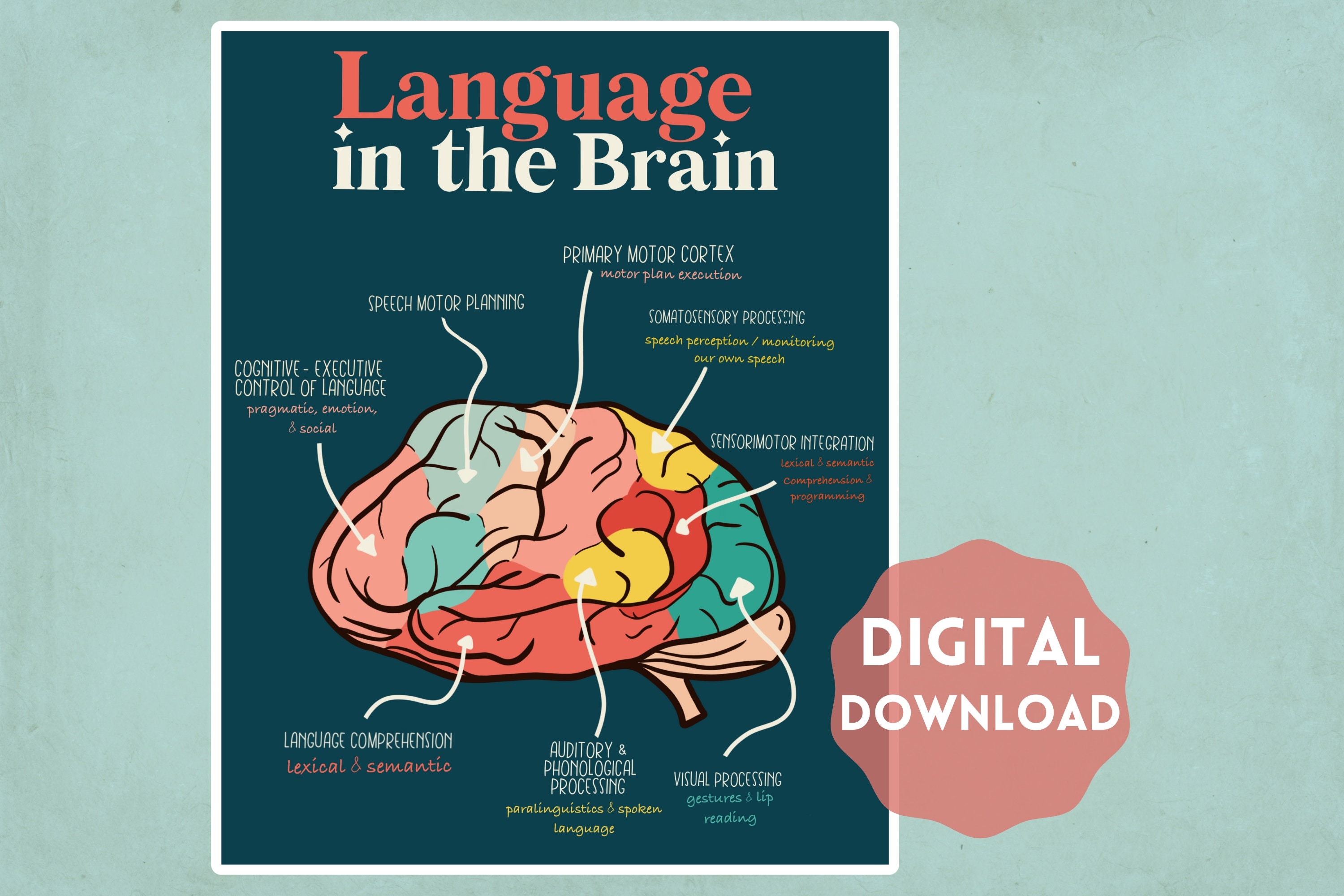 Printable Language Poster, Brain Anatomy for Language, Speech Therapy ...