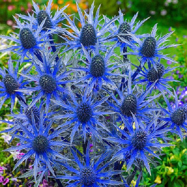 Sea Holly - Etsy