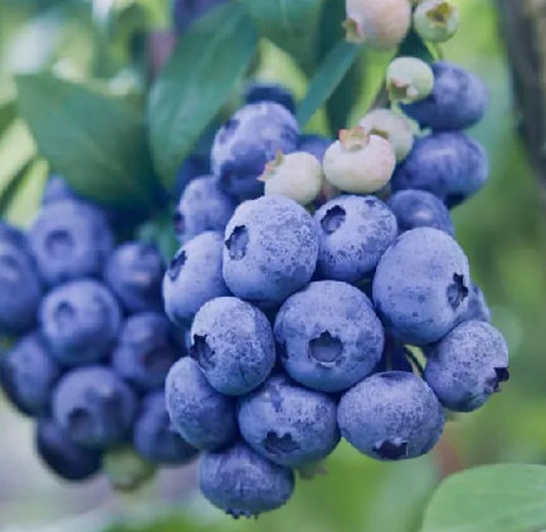 Climax Blueberry Bare Root Live Plant - Etsy