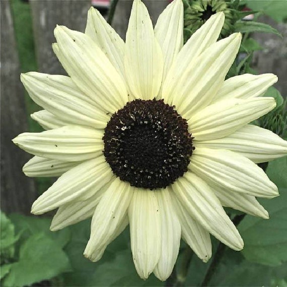 Italian White Sunflower Seeds Multiple Pack Sizes Available | Etsy