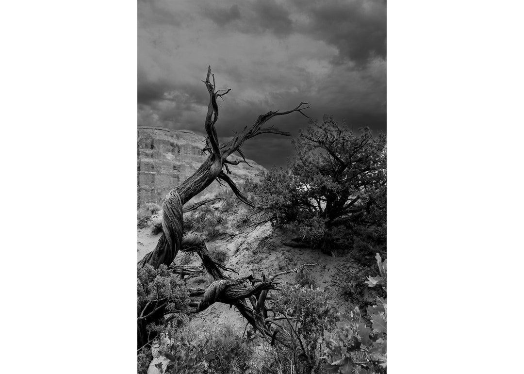 Desert Tree Photo Black & White Photo Abstract Nature Print Modern Wall ...