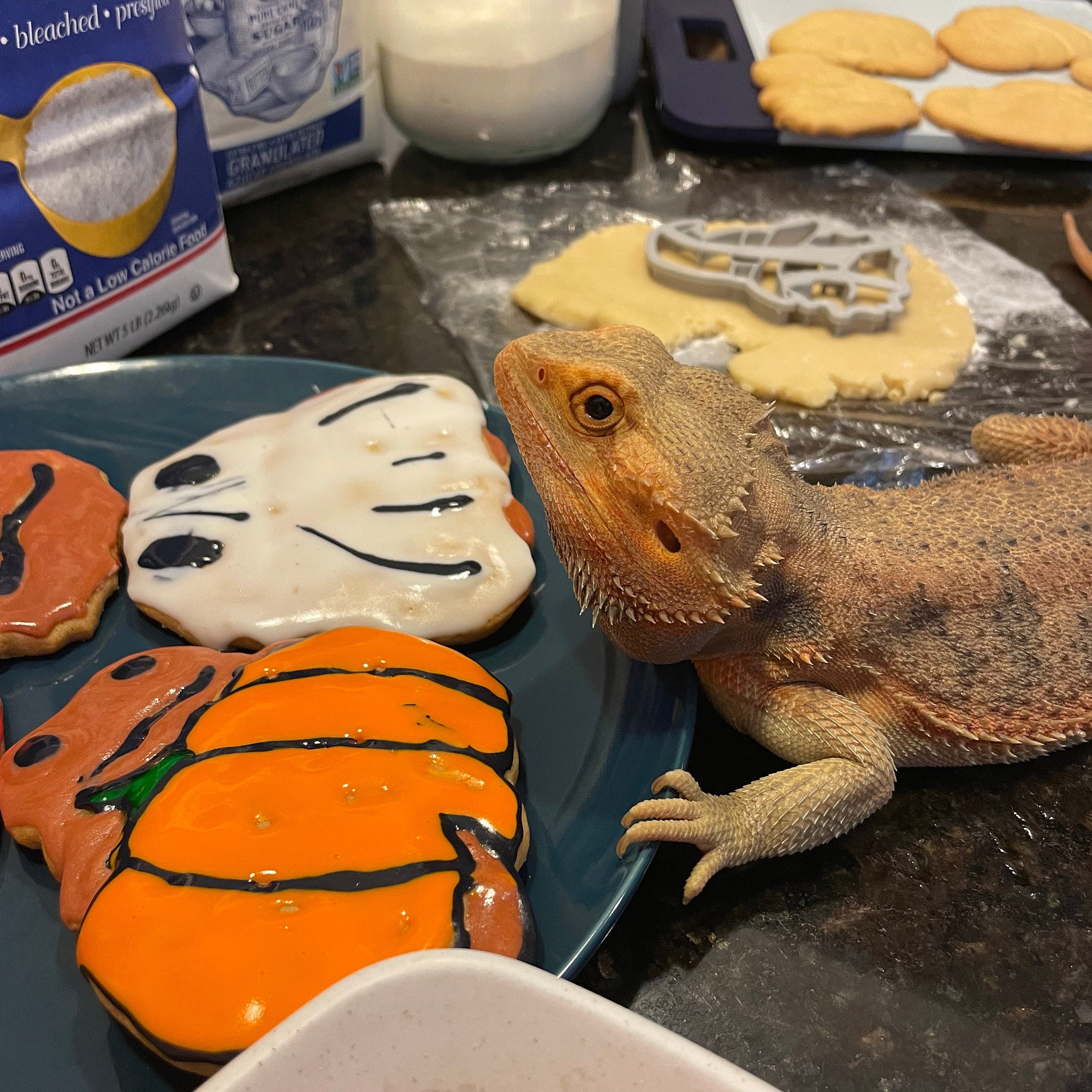 Bearded Dragon Ghost Cookie Cutter, Lizard Cookie Cutter, Halloween ...