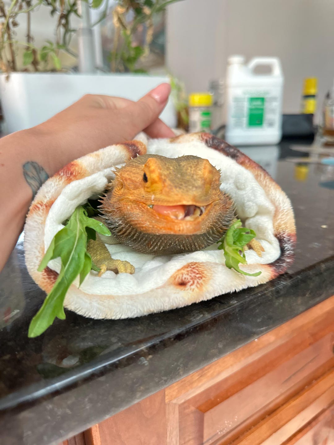 Bearded Dragon Burrito Blanket, Burrito Bed for Bearded Dragons, Lizard ...