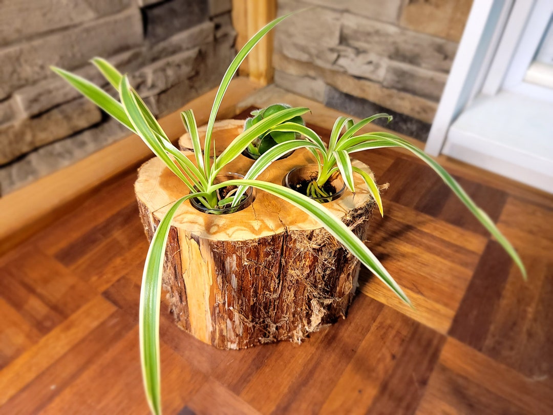 Handmade Tri-plant Feathered Cedar Living Wood Planter - Etsy
