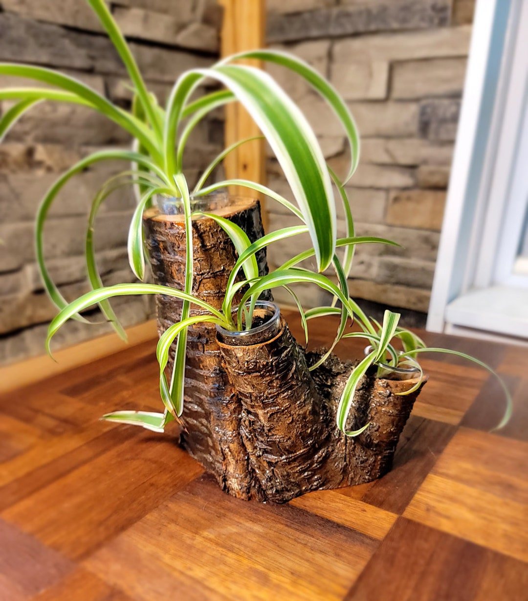Handmade Tri-plant River Birch Living Wood Planter - Etsy