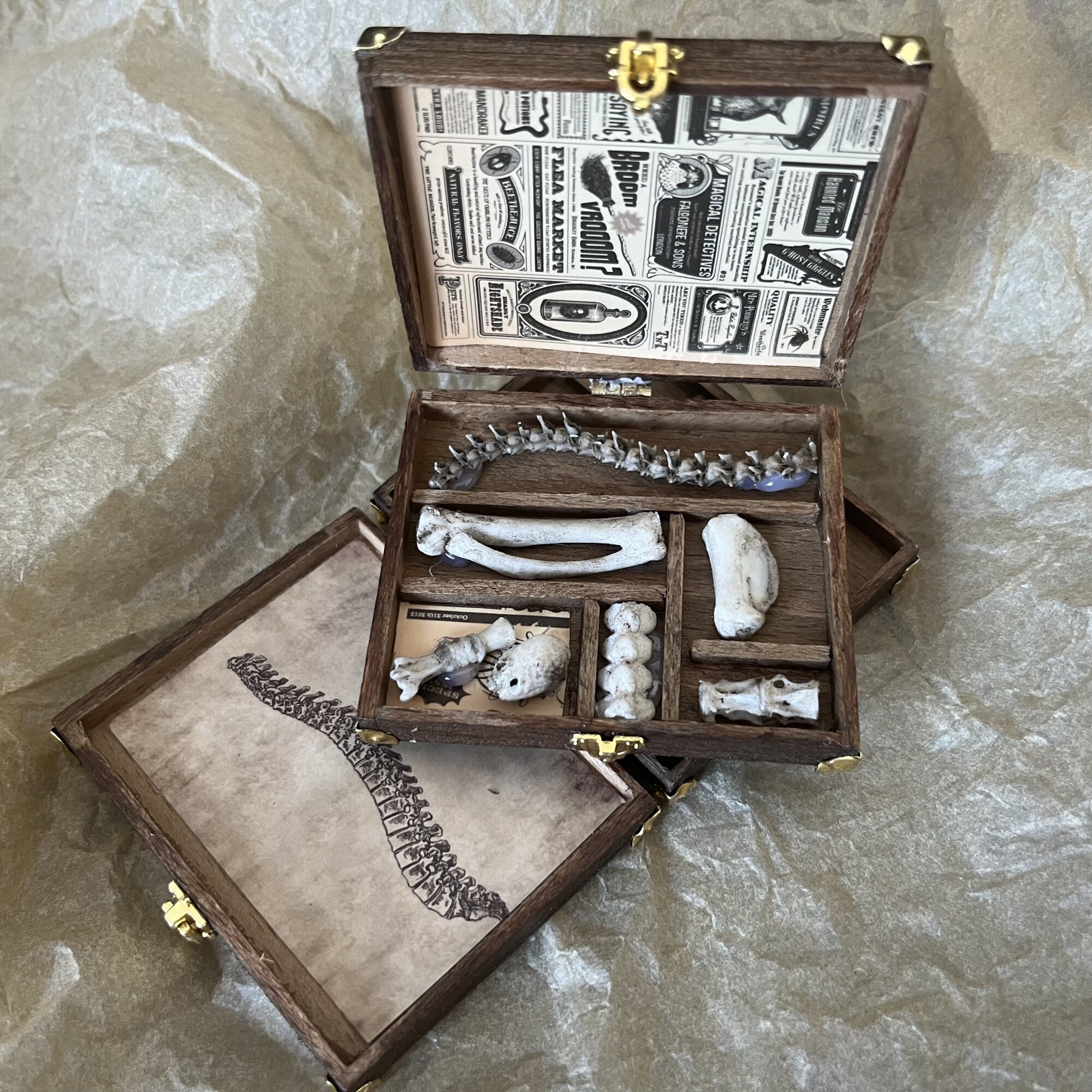 Buy One Get One Free, Mini Bone Box, Bone Specimen Box, Miniature ...